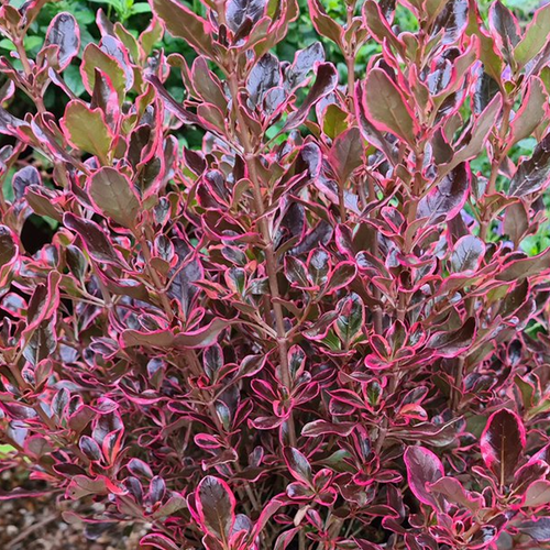 Coprosma Eclipse - Looking Glass Plant | Outdoor Shrub Plants Garden ...