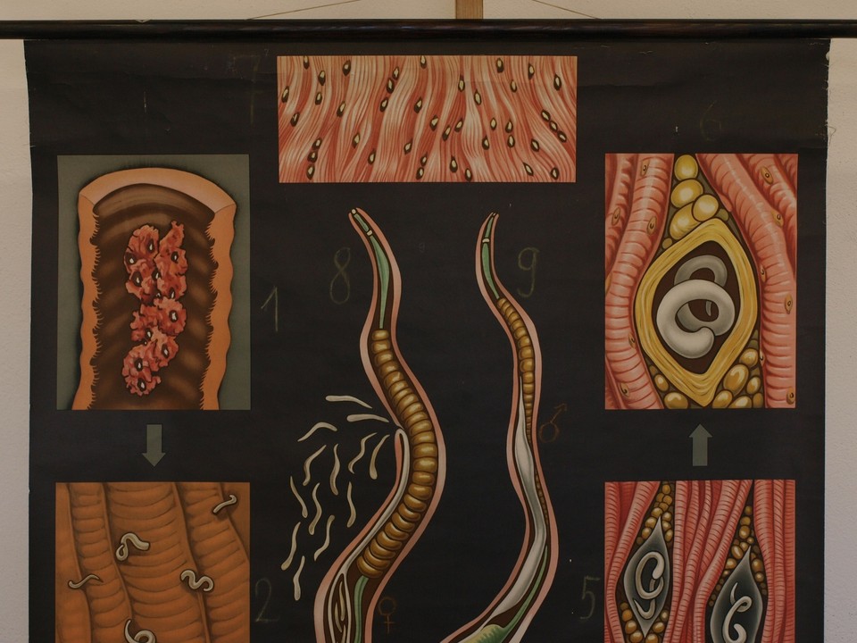 Jung Cook Quentell Animal Picture Trichine~1965 Schulwandbild Mural | eBay