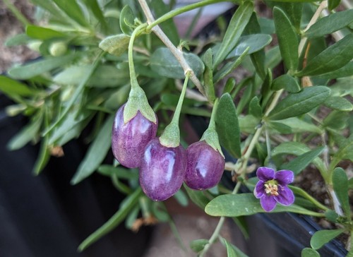 (2) Goji Berry "Stardust" Unique Fruit *Novel Variety*4-inch pot* | eBay