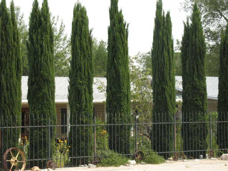 Italian Cypress Narrow Columnar Seeds, Cupressus sempervirens stricta ...