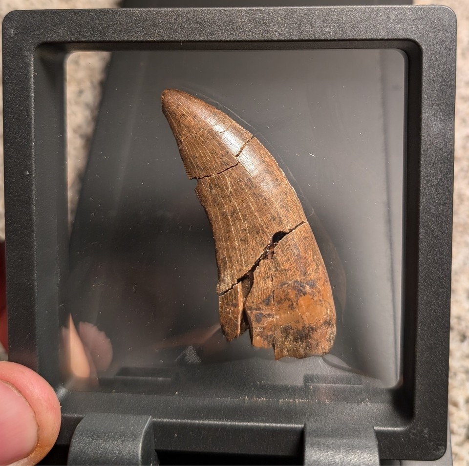 Tyrannosaurus Tooth fossil rare | eBay