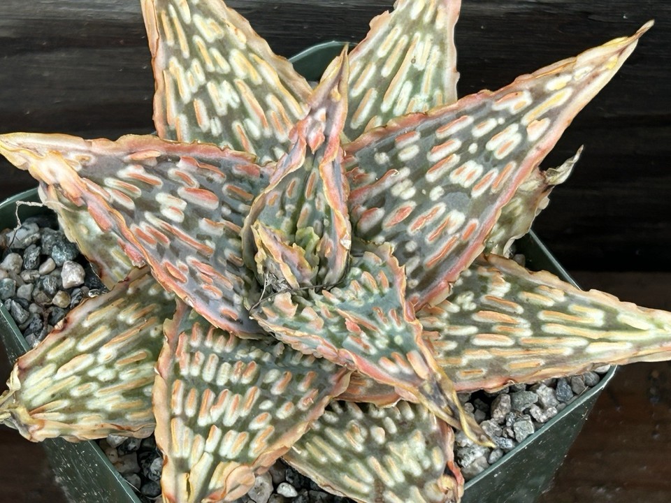 Aloe Compact Peach Linear Hybrid - Nice Orange Texture!! Rare Succulent ...