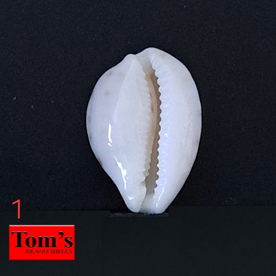 Cypraea Rashleighana #1 22.3mm ULTRA-RARE! LIVE COLLECTED from Hawaii ...