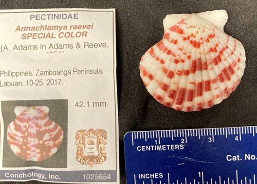 PECTINIDAE Annachlamys reevei SPECIAL COLOR 42.1mm Zamboanga, Philippines 2017. | eBay