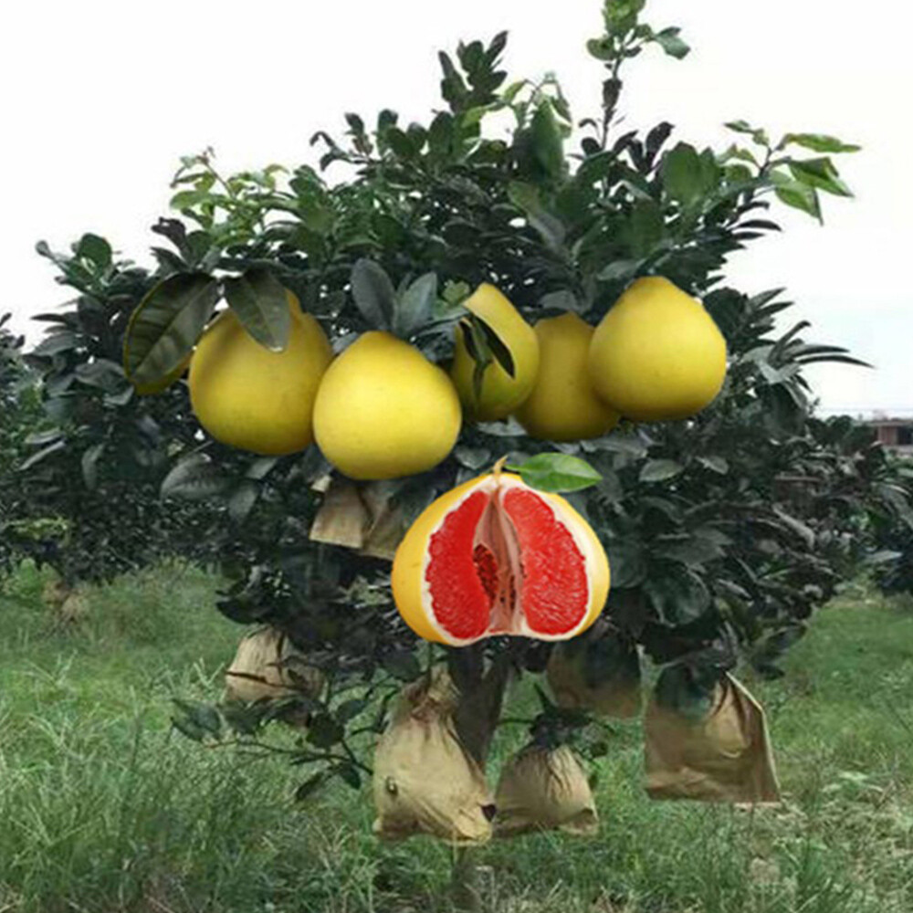 20pc Red Pomelo Seeds Giant Grapefruit Seed Citrus maxima Organic Fruit ...