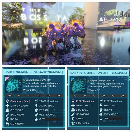 ARK ASCENDED PVE OFFICIAL PAIR BABY PYROMANE BLACK NEW TOP MELEE PC ...