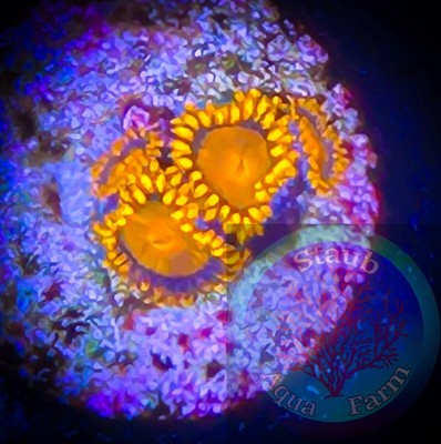 SAF~ “WYSIWYG” Orange Bam Bam Zoanthid Frag, Palythoa, Paly, Zoa | eBay