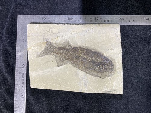 Late Mesozoic natural fish fossils. Paleontological fossil specimens | eBay