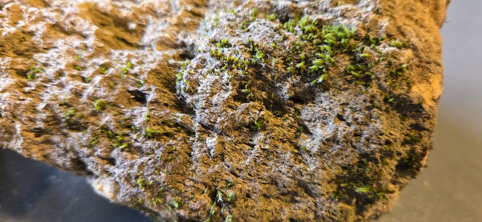 6" Small Pumice Stone Floating Natural Rock Carnivorous Succulent ...