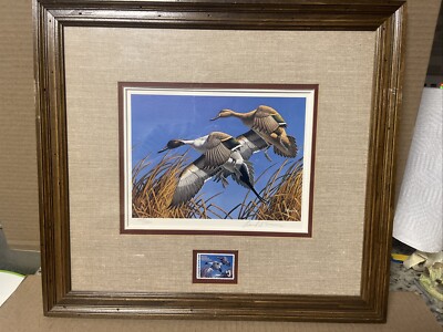 1979 David Maass Pintails Print. MN Duck Stamp. Signed 1418/3800 | eBay