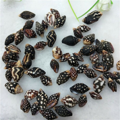 100 Mix Black Tiny Shells Furrowed Planaxis Seashells Beach Decorations ...