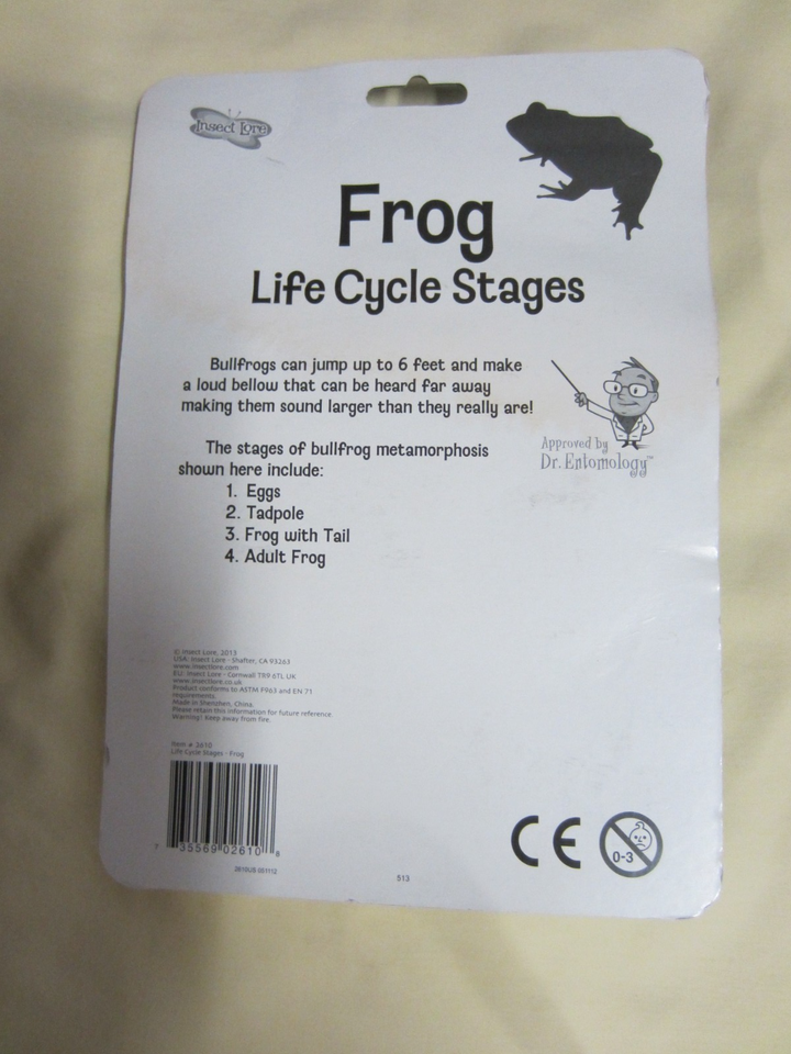 FROG Life Cycle Stages Insect Lore Bullfrog Metamorphosis Educational ...