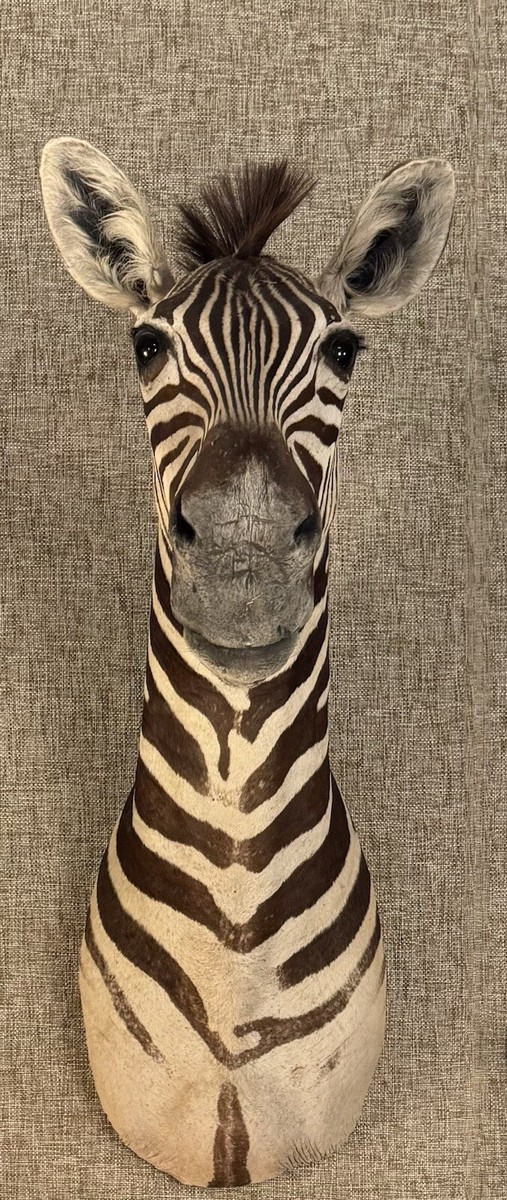 Zebra Mounts SHOULDER MOUNT Zebra Trophy #2 – Trophy Room