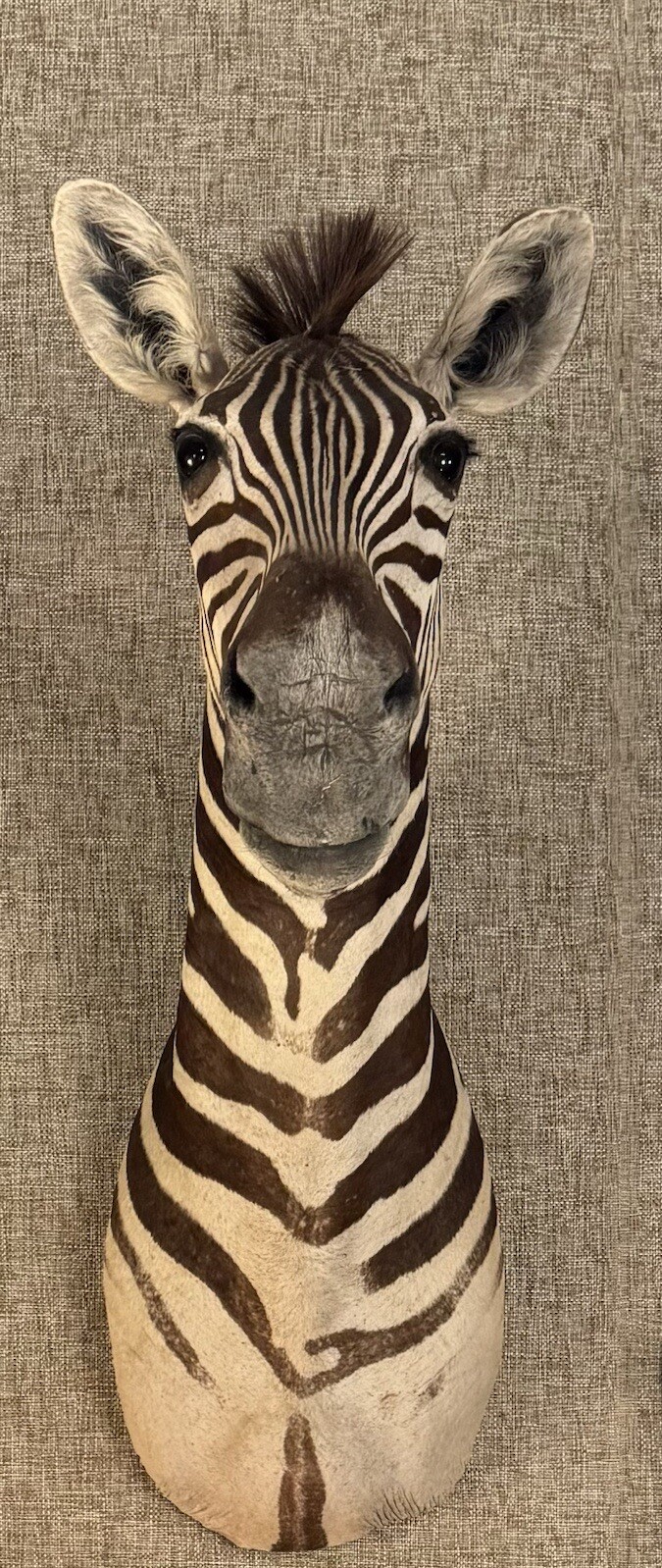 BURCHELL AFRICAN TROPHY ZEBRA SHOULDER MOUNT | TAXIDERMY SAFARI MOUNT ...