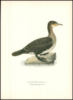 1929 Large Colour Lithograph PHALACROCORAX CARBO Great Cormorant (WB18 ...