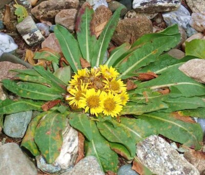 INULA RHIZOCEPHALA | eBay