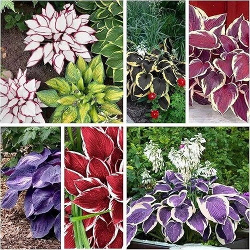 Mixed Hosta Seeds for Planting Purple Black Red Hosta Plant Seeds ...