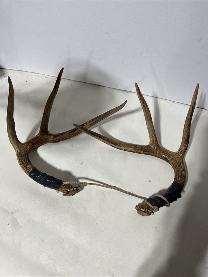 Real White Tail Deer Buck Antlers 8 Point Rack Typical Rattling Horns ...