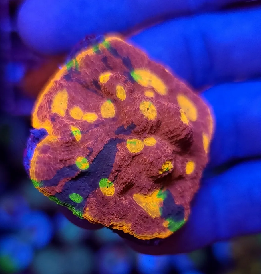 CB Rainbow Fuego Chalice * Live Coral Frag * AJs Aquariums | eBay
