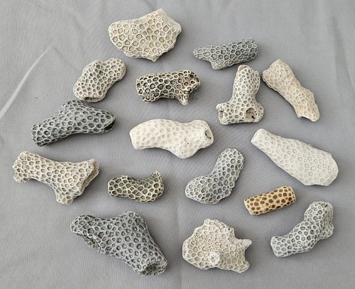 Lot Of Fossilized Coral Pieces Ocean Sea Aquarium Jewelry Beach North ...