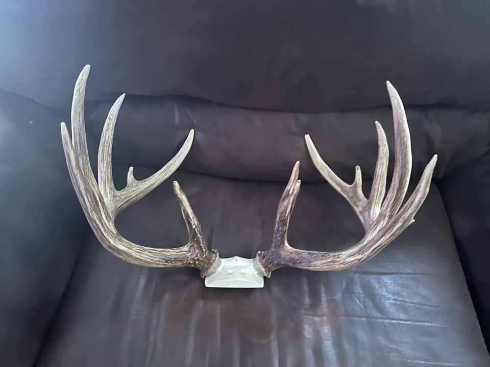 Massive Real Whitetail Deer Antlers Set Wild Skull 182” 175" net booner ...