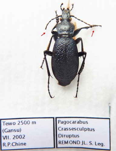 Carabus pagocarabus crassesculptus diruptus (male A2) from CHINA | eBay