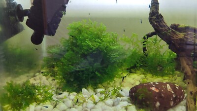 SUBWASSERTANG ROUND PELLIA MOSS - LIVE AQUARIUM AQUATIC PLANTS RARE 5oz ...