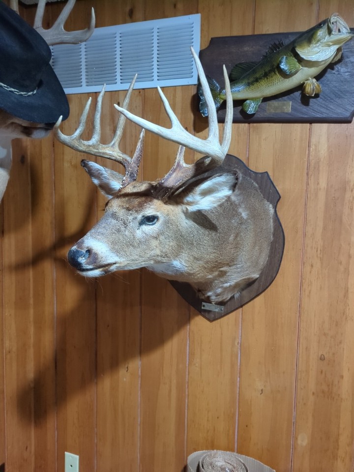 10 Pt Whitetail Buck Shoulder Mount | eBay
