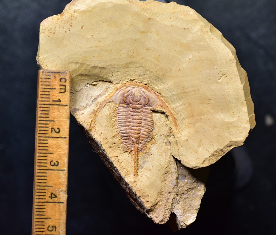 RARE Eoredlichia Trilobite Fossil! Lower Cambrian Chengjiang Biota | eBay