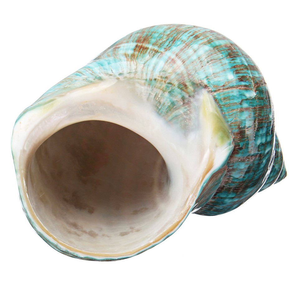 Natural Green Turban Shell Conch Coral Sea Snail Home Fish Tank Decor L ...