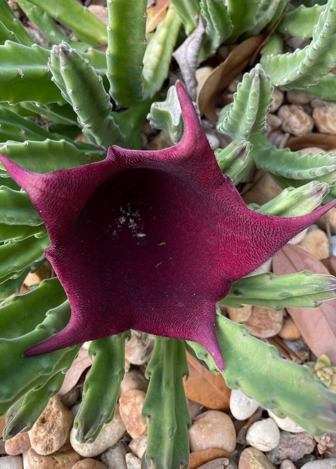 Black Bell - Stapelia LIVE Plant - Succulent - LEENDERTZIAE Huernia ...