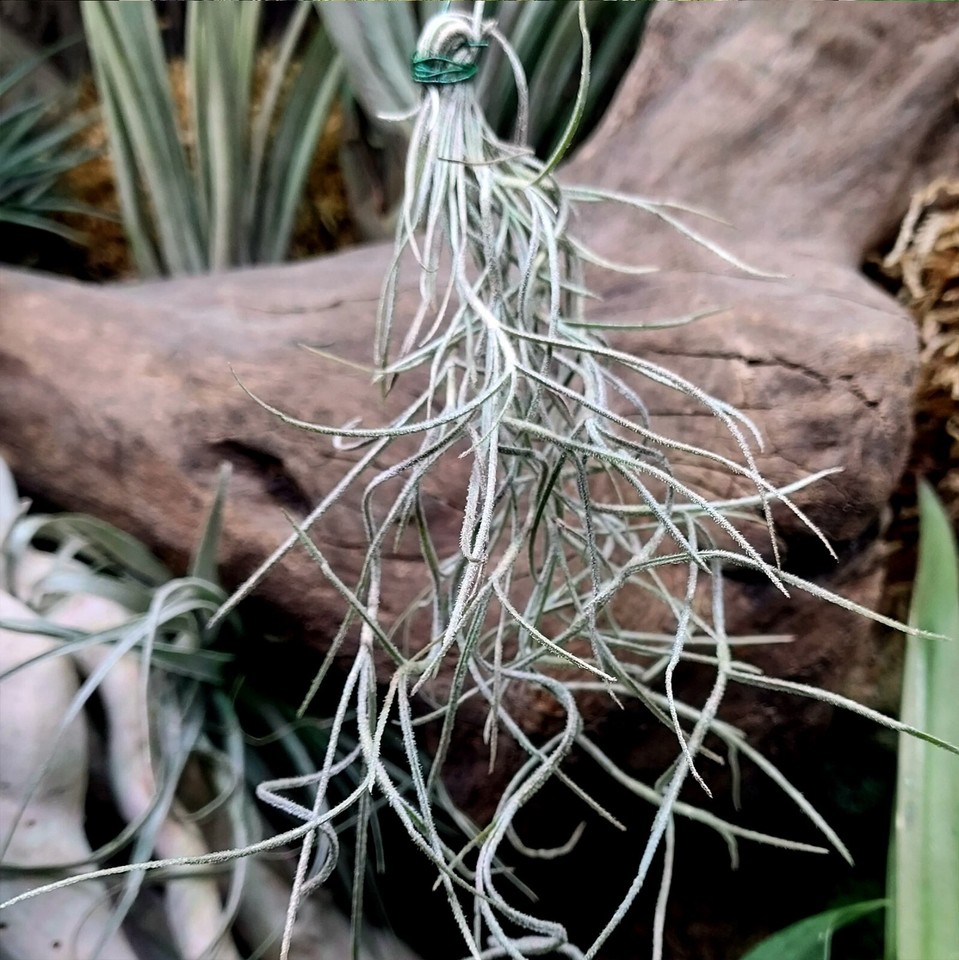 Spanish Moss Tillandsia Usneoides | Trailing Airplant | 12 to 15cm long ...