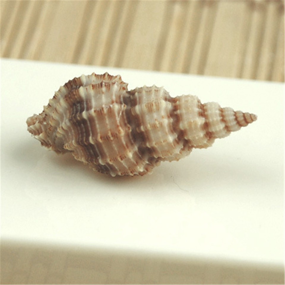 20 Natural Sea Snail Spiral Shell Conch Seashell Aquarium Fish Tank ...