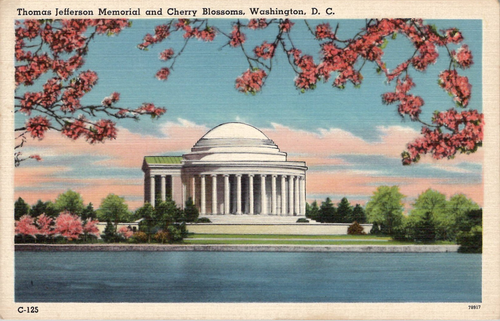 Thomas Jefferson Memorial & Cherry Blossoms •Washington D.C. •White ...