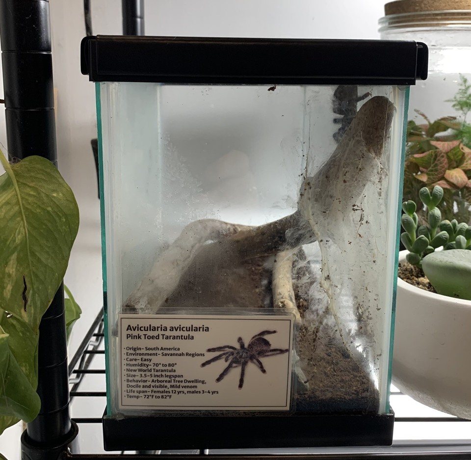 Springtails- Species Tank Identification Cards Waterproof Laminated | eBay