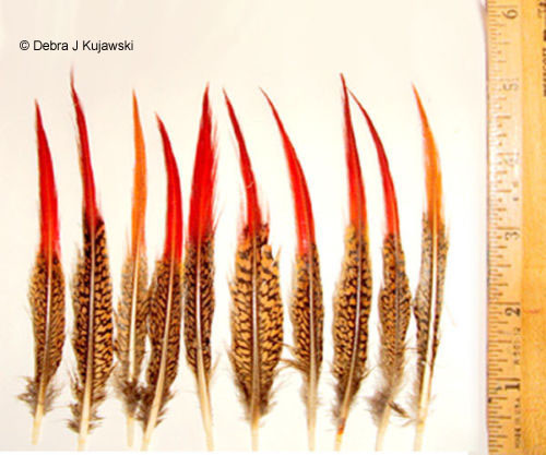 Pack of 10 Golden Pheasant Red Tipped Feathers 4 length ranges ...