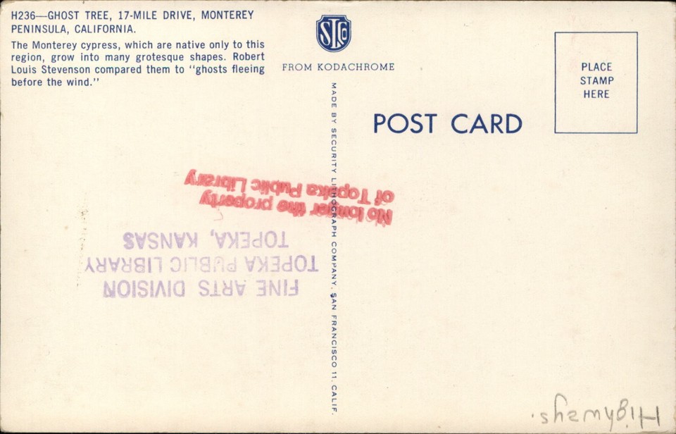 Ghost Tree 17 Mile Drive Monterey California vintage postcard a275 | eBay