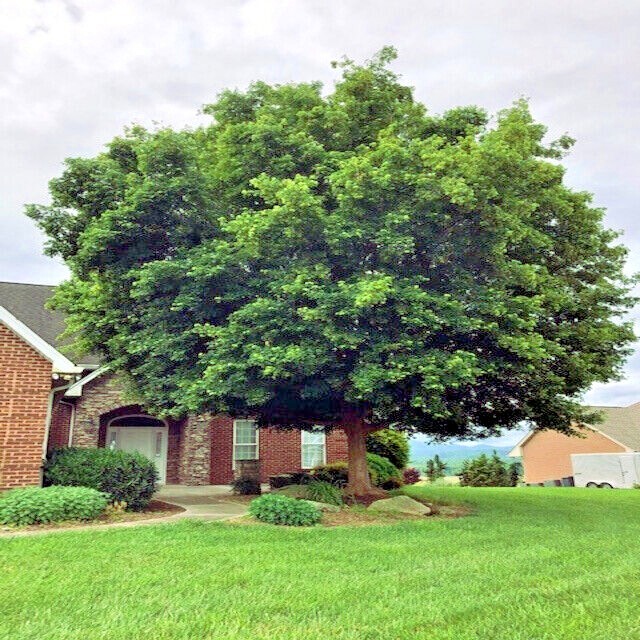 TRIDENT MAPLE TREE SEEDS (Acer buergerianum) Gorgeous Fall Colors ...