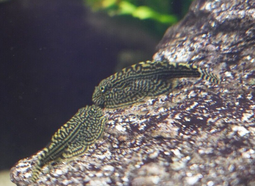 PACK OF 3 - Striped Butterfly Reticulated Tiger Hillstream Loach Algae ...