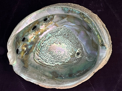 Vintage 1960's Abalone Shell | eBay