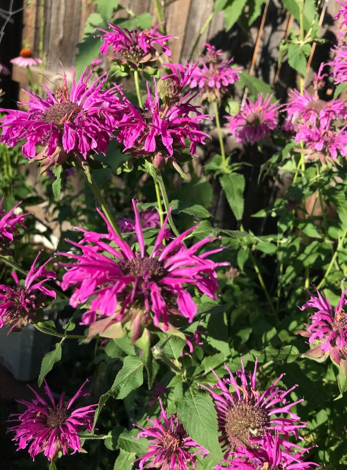 300 seeds MONARDA BEE BALM Fuchsia Hot Pink Perennial Tall+gift | eBay