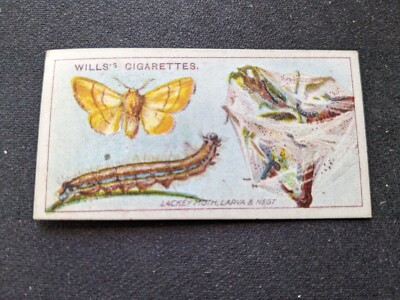 1914 Will's Garden Life Card # 36 Lackey Moth, Larva, and Nest (VG/EX ...