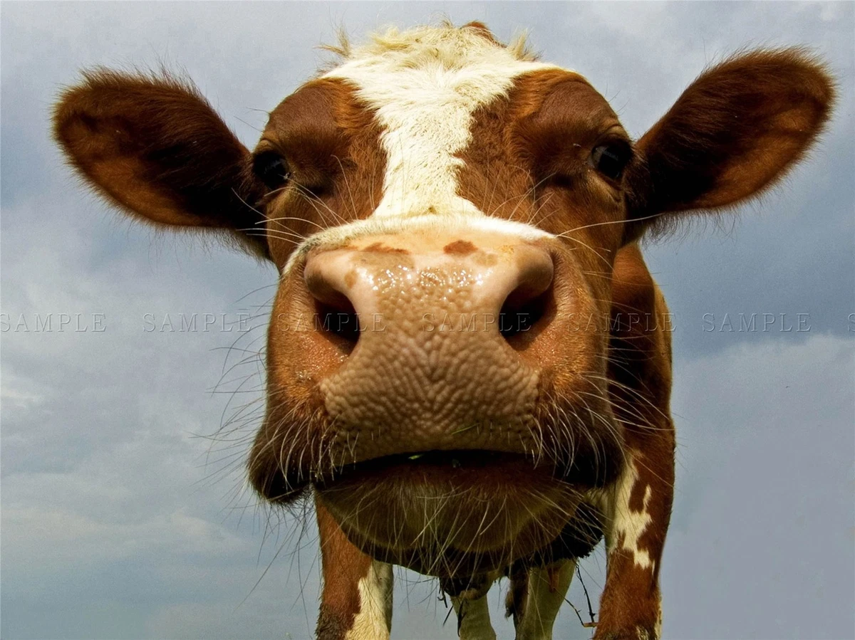 Funny Cow Faces