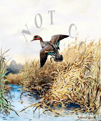Antique Repro 8X10 Artist Roland Clark Photo Print Green Wing Teal Duck ...