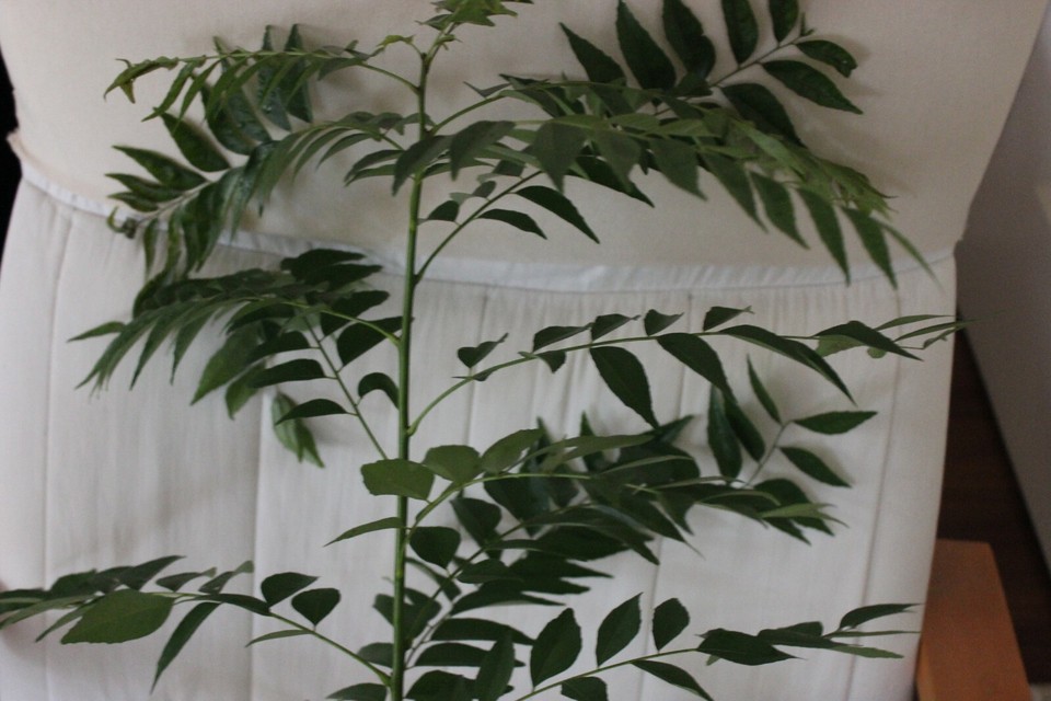 50g Dried Curry Leaf Powder (Karapincha leaf) - Organic Premium AUS ...