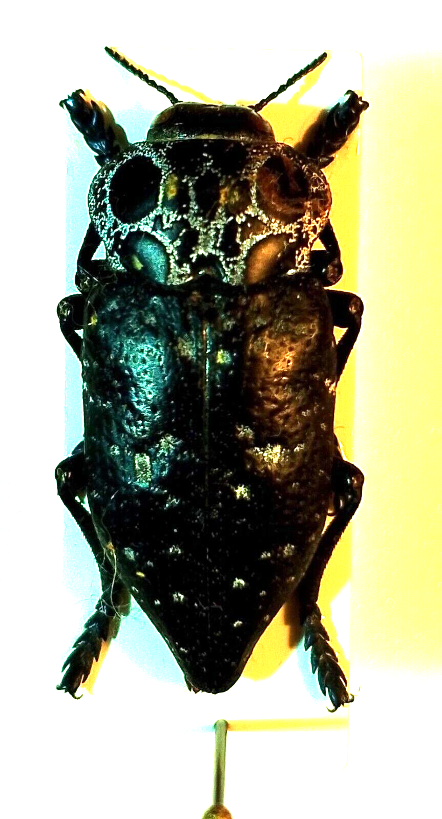 Capnodis jacobsoni A1,very rare,24mm,Buprestidae | eBay