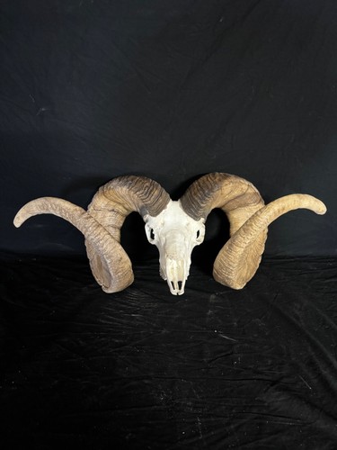 GIANT 51” DALL Sheep ram reproduction Horns Antler Deer Antlers ...