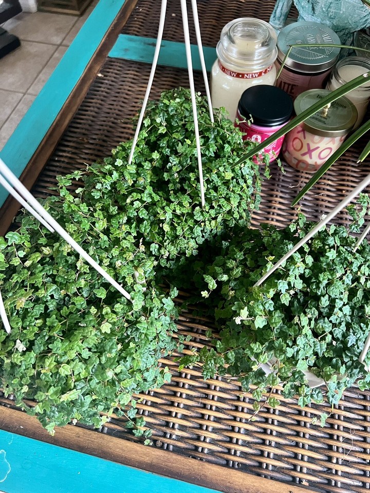 String Of Frogs Cutting In Pot And Soil | eBay