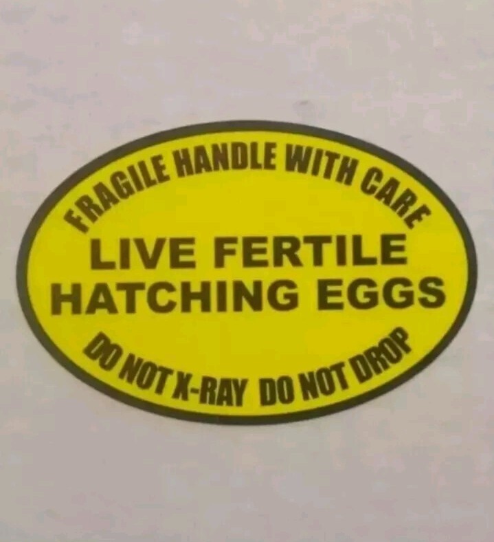 8 PURE RAT GRAVES LEIPER CHICKEN HATCHING EGGS LIEPER HATCH Egg | eBay