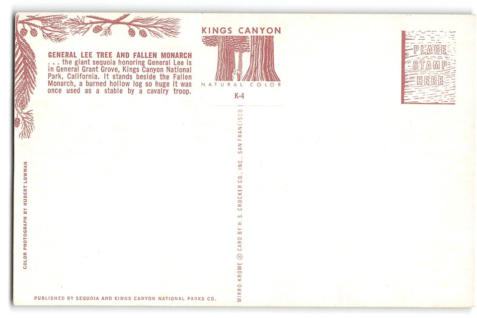 General Lee Tree Fallen Monarch Kings Canyon CA Sequoias 1950s Vintage ...